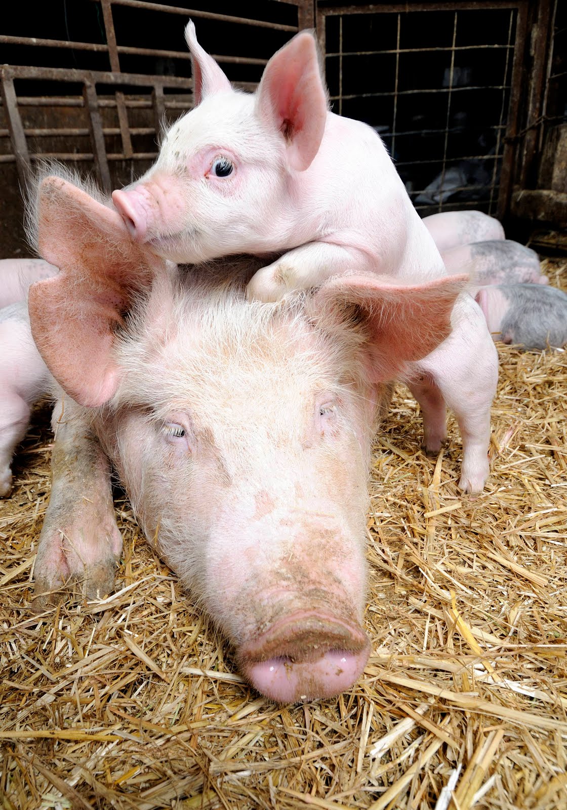 Bierma's Photos: Mother sow with her piglets