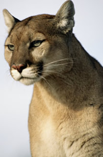 ANIMALES EXOTICOS: PUMA