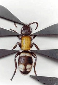 Deret Fibonacci dalam Biologi - Generasi Biologi