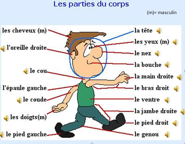 Les parties du corps