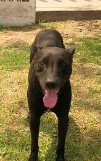 POR QUE SE LLAMA PERRO CHUSCO??? ~ Actitud M.E.