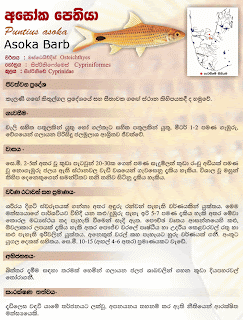 Endemic Fishes Of Sri Lanka: Endemic Fishes of Sri Lanka