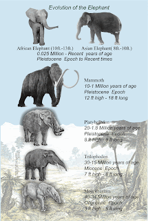 Elephants of Sri Lanka and History of Elephant: History of Elephants ...