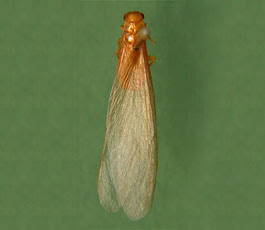 UNC - BIOLOGIA: ENTOMOLOGIA - INSECTOS TERRESTRES