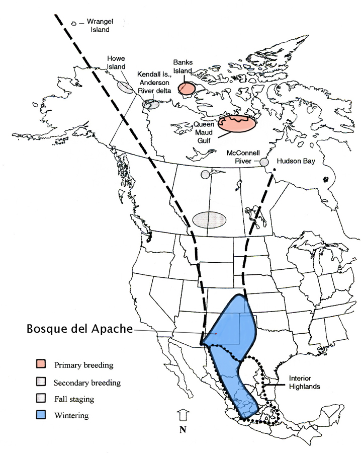 Art and Other Adventures with Narca: A Snow Goose Named 5-1V