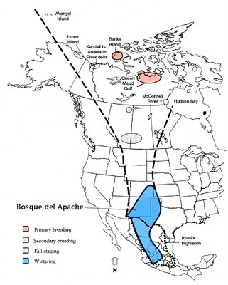 Art and Other Adventures with Narca: A Snow Goose Named 5-1V