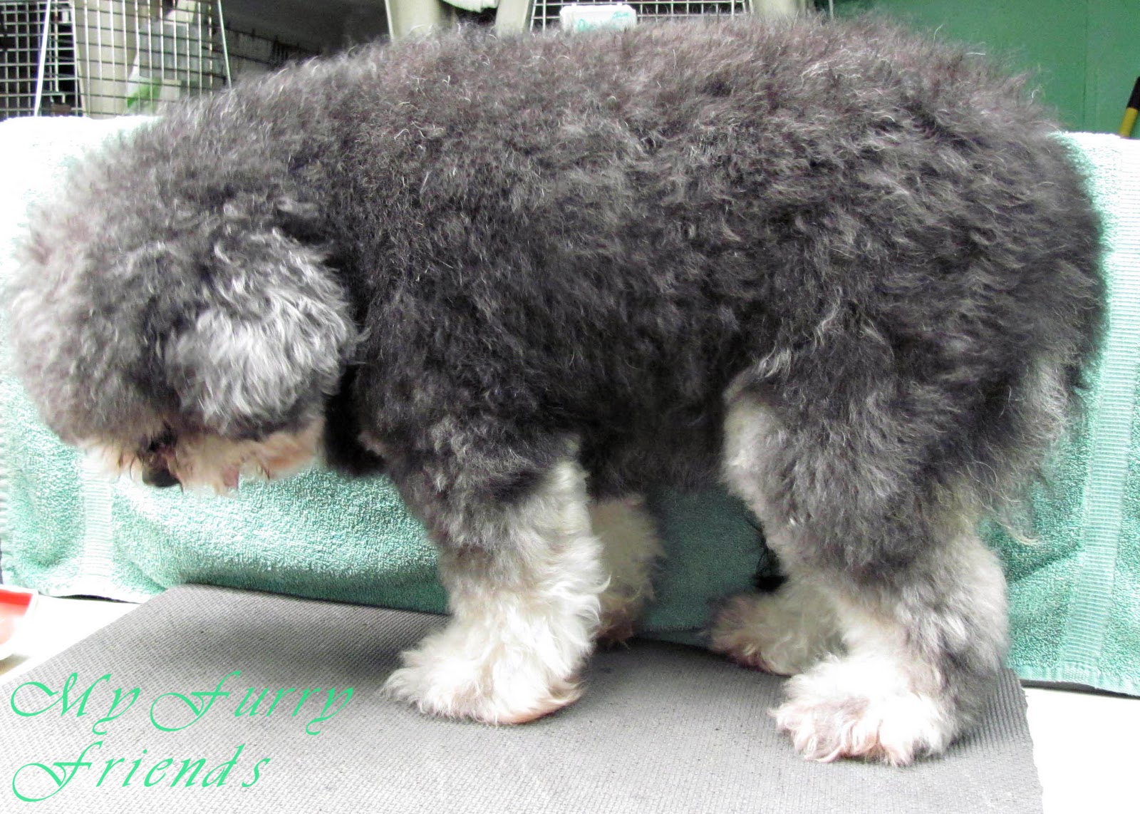 Pet Grooming: The Good, The Bad, & The Furry: Matted Dogs