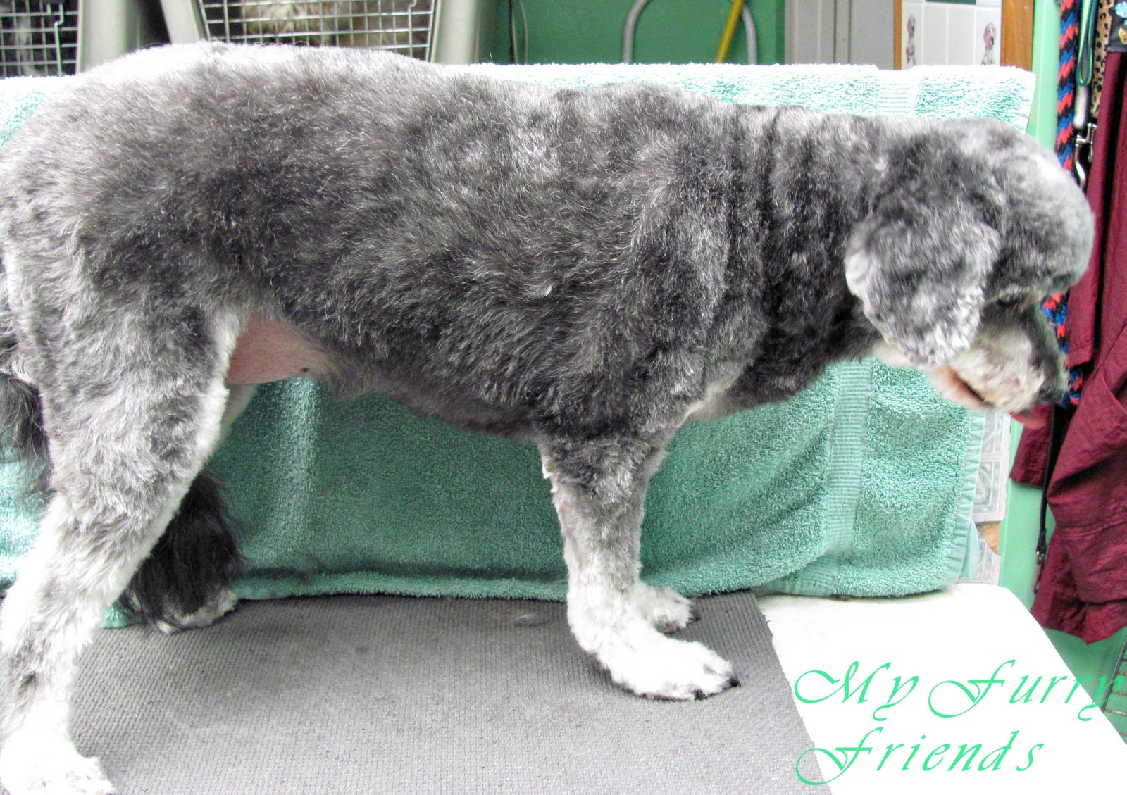 Pet Grooming: The Good, The Bad, & The Furry: Matted Dogs