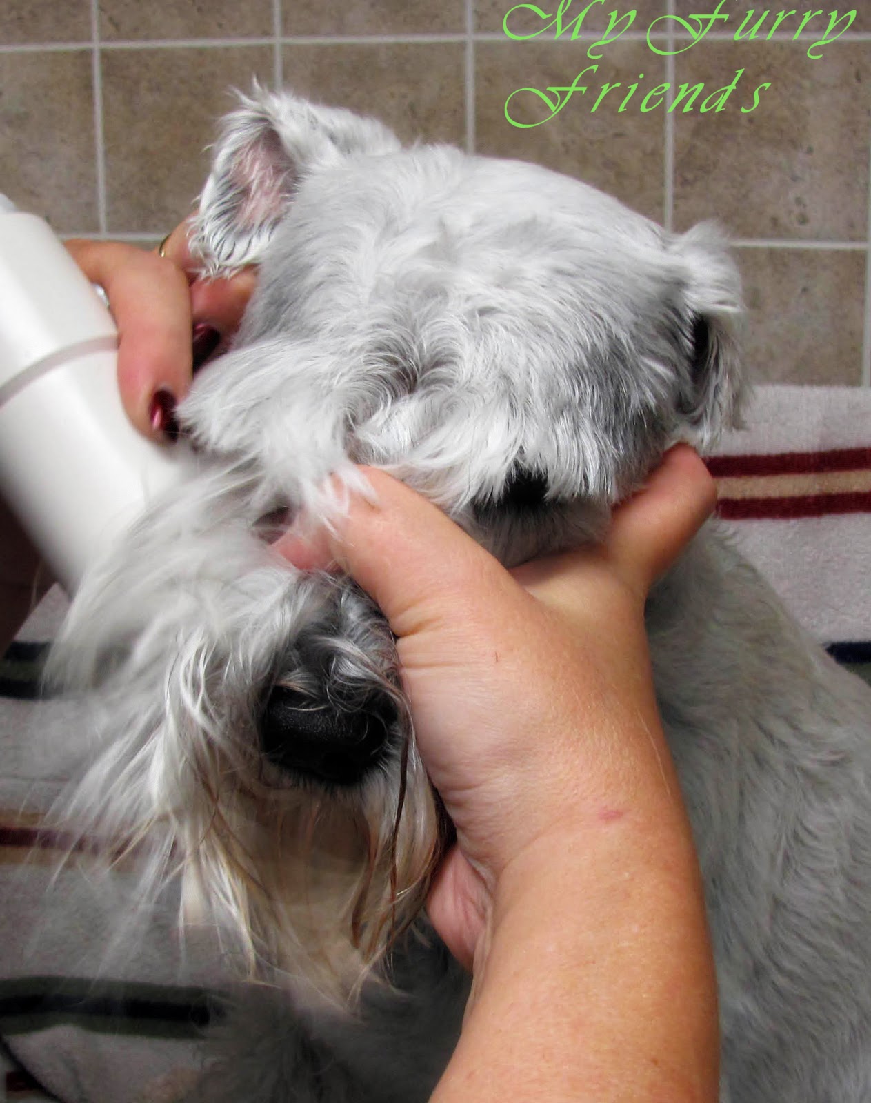 Pet Grooming: The Good, The Bad, & The Furry: Routine,Routine,Routine