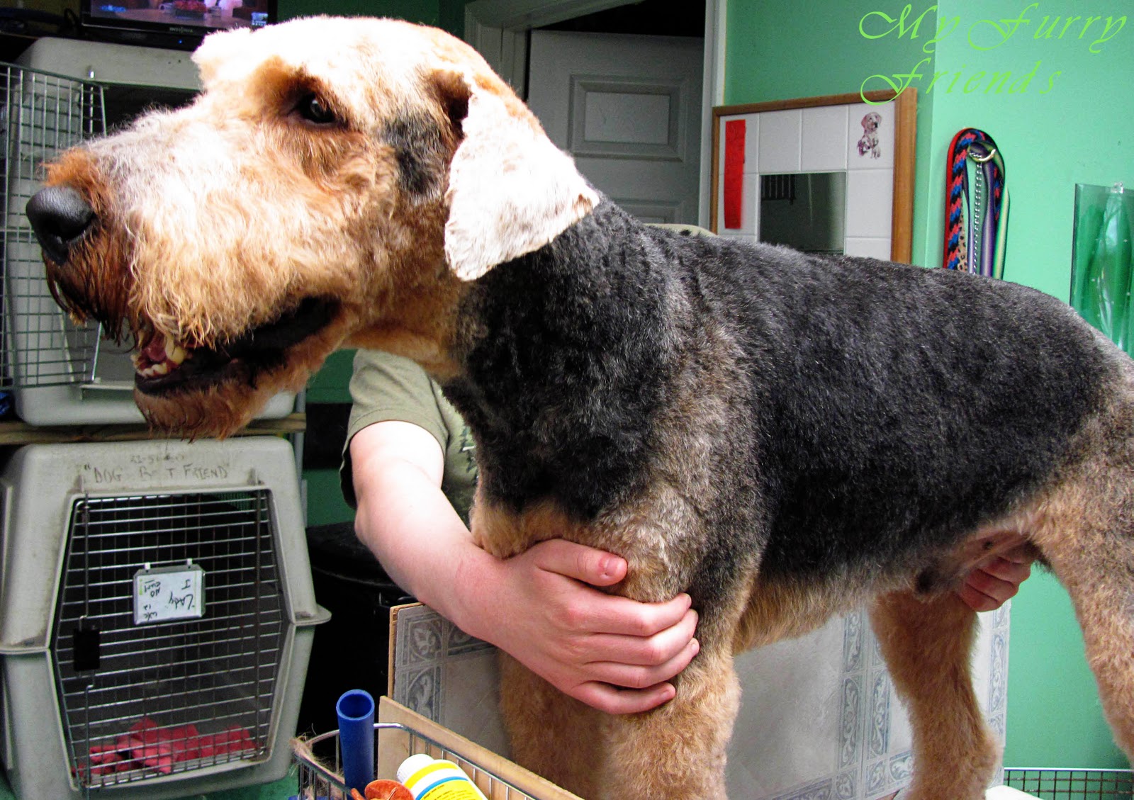 Pet Grooming: The Good, The Bad, & The Furry: You try, and try, and try...