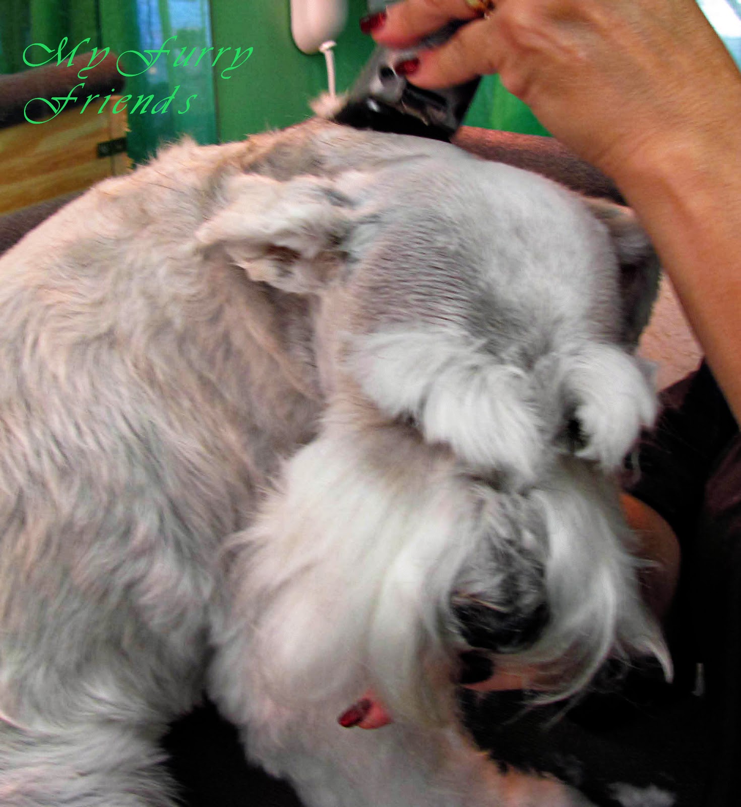 Pet Grooming: The Good, The Bad, & The Furry: Tuesdays Tip #9 Clipping ...
