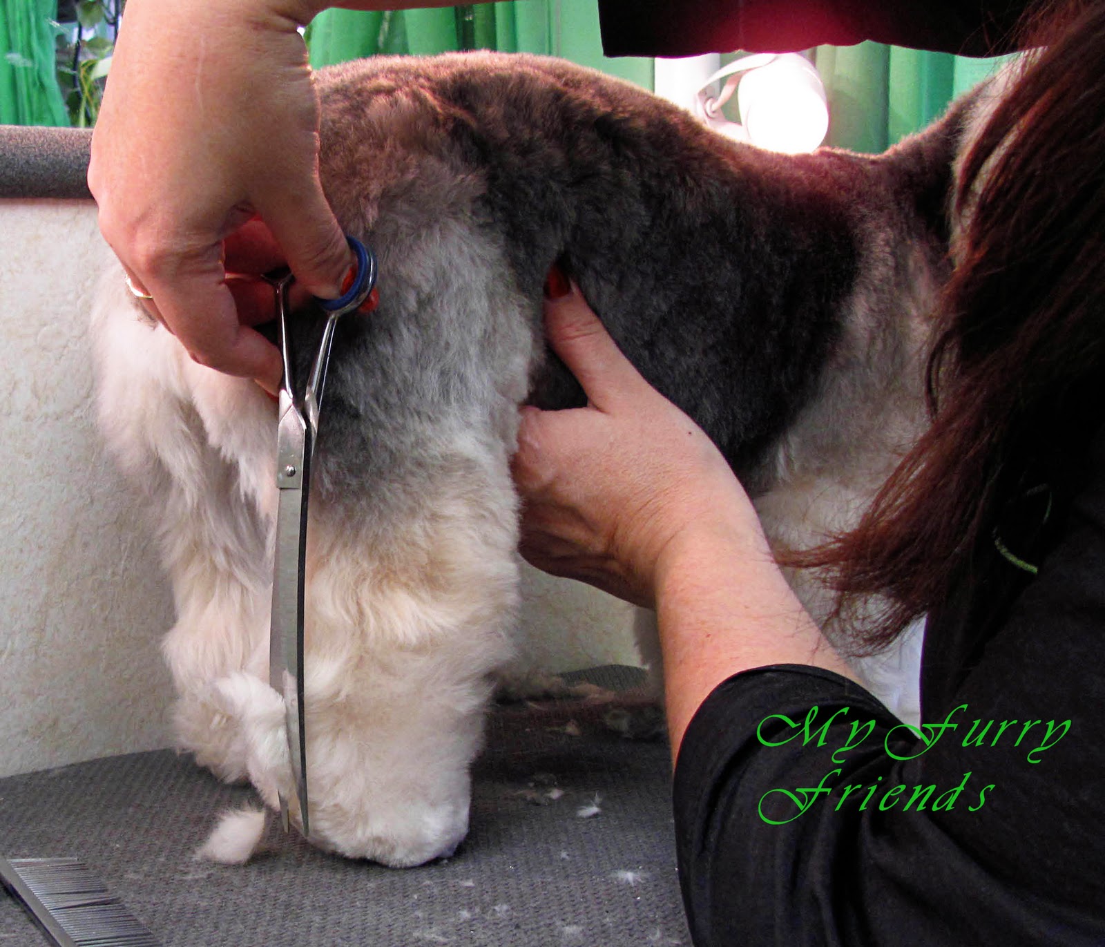 Pet Grooming: The Good, The Bad, & The Furry: Scissoring Feet & Legs