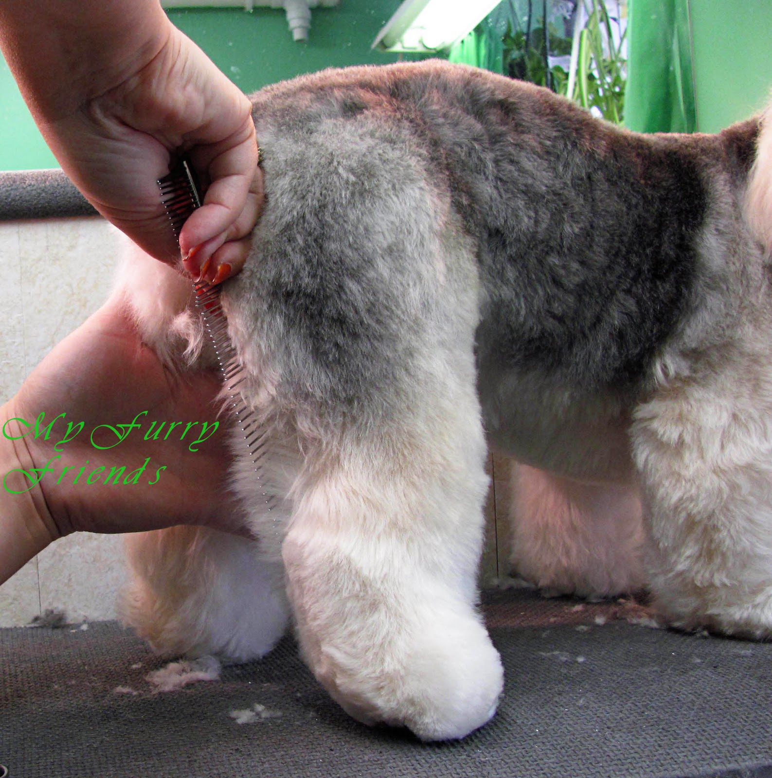 Pet Grooming: The Good, The Bad, & The Furry: Scissoring Feet & Legs