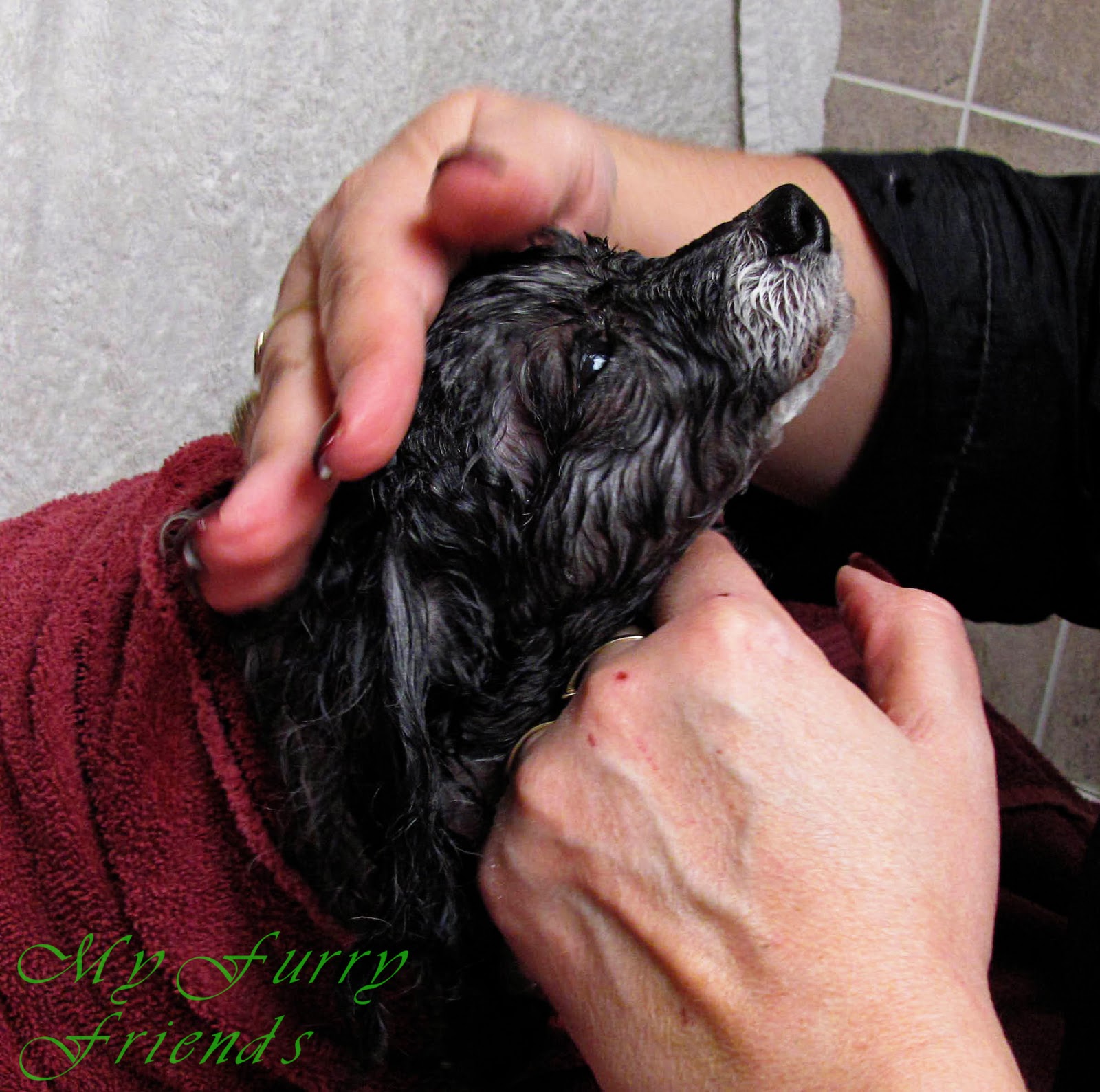 Pet Grooming: The Good, The Bad, & The Furry: Tuesdays Tip #11 Big Sexy ...