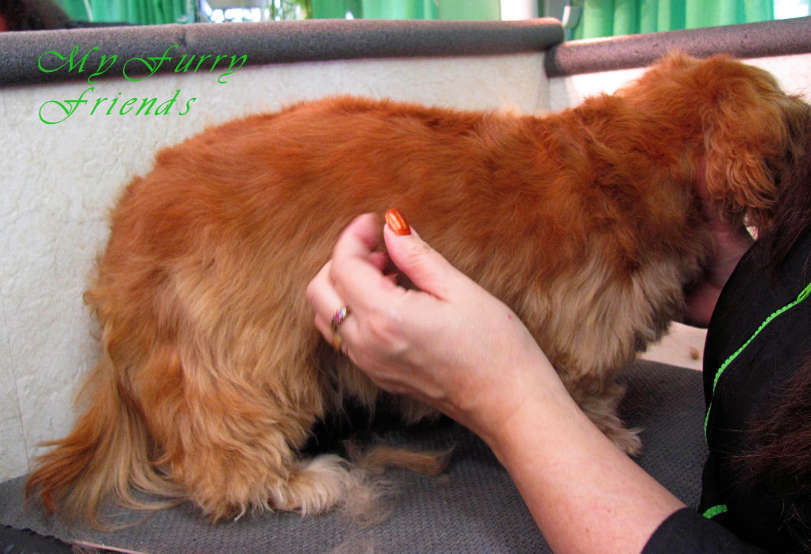 Pet Grooming: The Good, The Bad, & The Furry: Handstripping a Dachshund