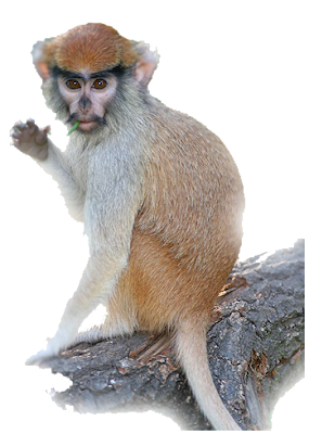 Kumpulan Cerita Dongeng