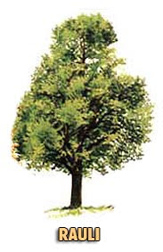 Botánica: Árboles chilenos