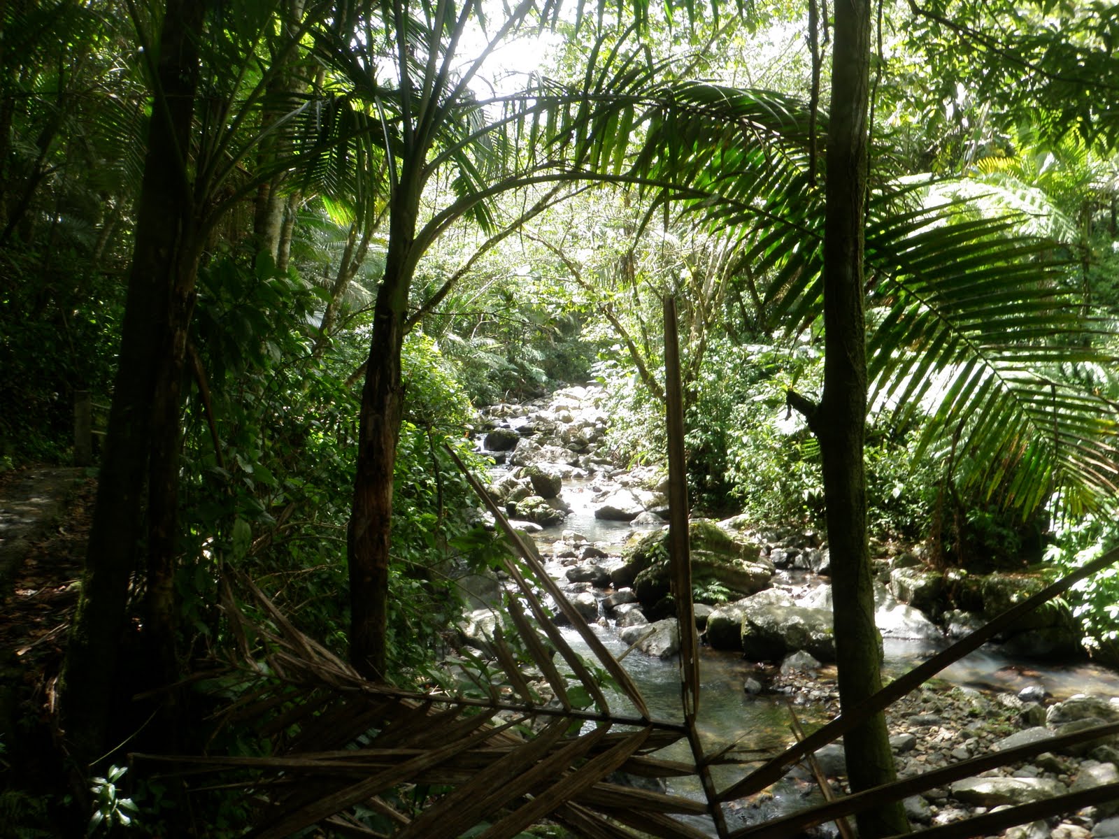 Trailsrule.com: puerto rican rain forest