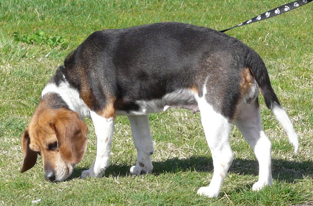 PUPPY CARE CENTER: Nose to ground Puppy Care Center and The dog breed ...