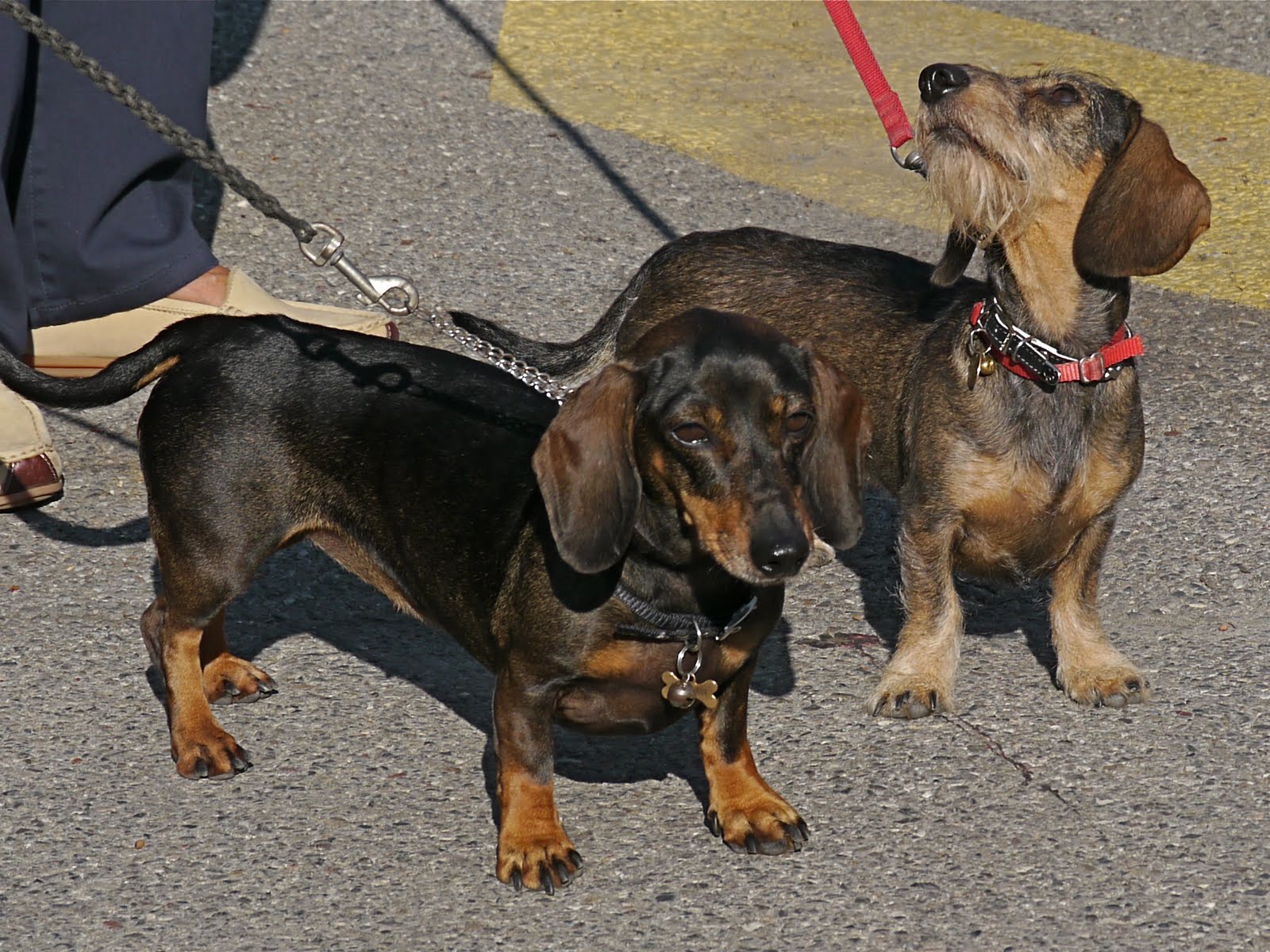 PUPPY CARE CENTER: Dachshunds Rule - of course! Puppy Care Center and ...