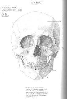 Foundation Drawing Section Z: SKULL and HEAD