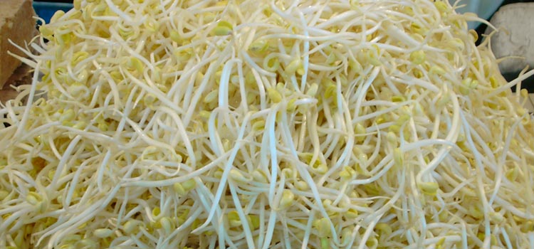 BUMI AGRO: Khasiat Taugeh