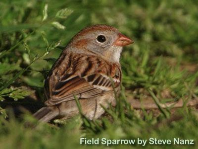 and another: talking about sparrows