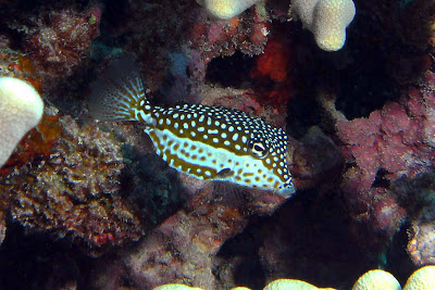 Diving the Kona Coast: Whitley's Boxfish and Sexual Dimorphism