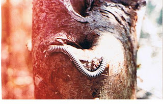 BOSQUE DE GUAJATACA: Gongolón Blanco