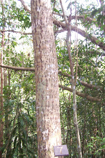BOSQUE DE GUAJATACA: Arbol De María