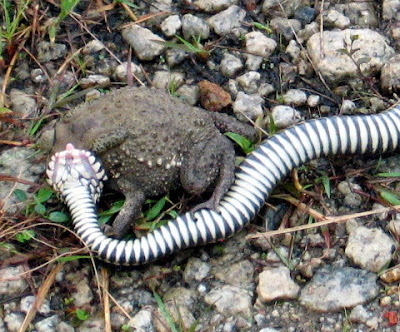 God's wonderful creation: Snake vs Toad