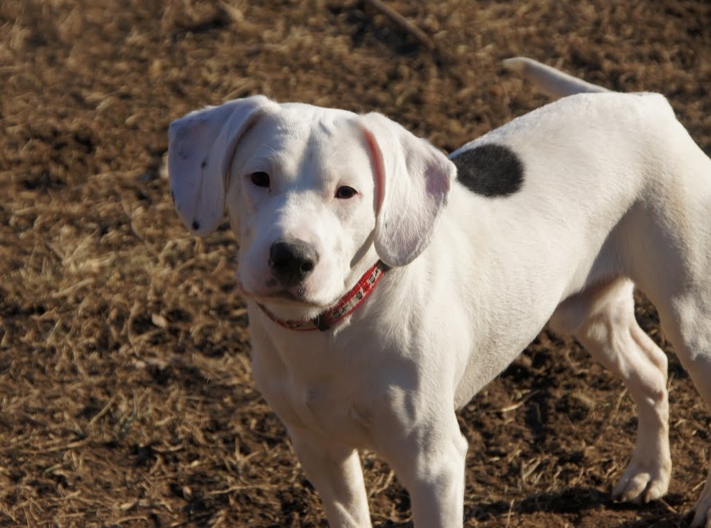laurel dog park: January 2011
