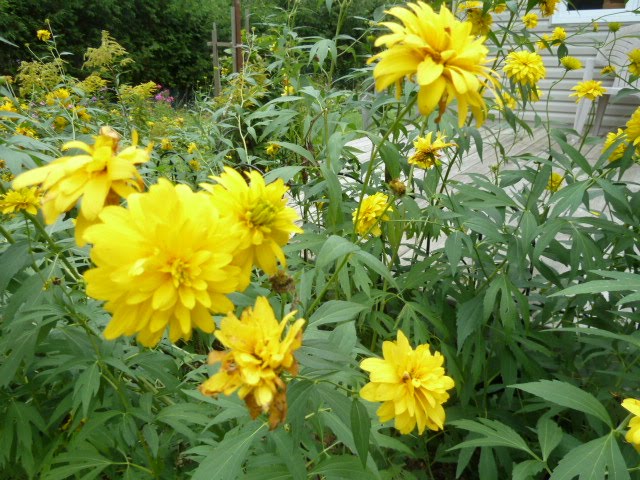 Marlene's Space: Late August Flowers