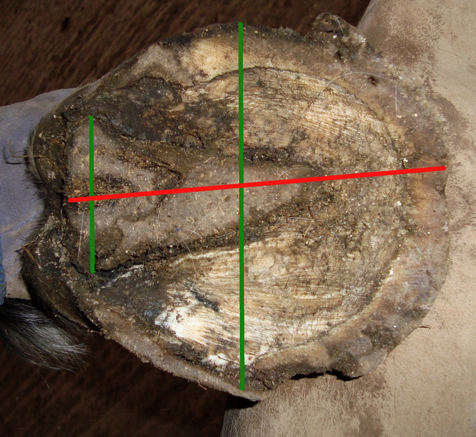 Rockley Farm: Hooves and symmetry