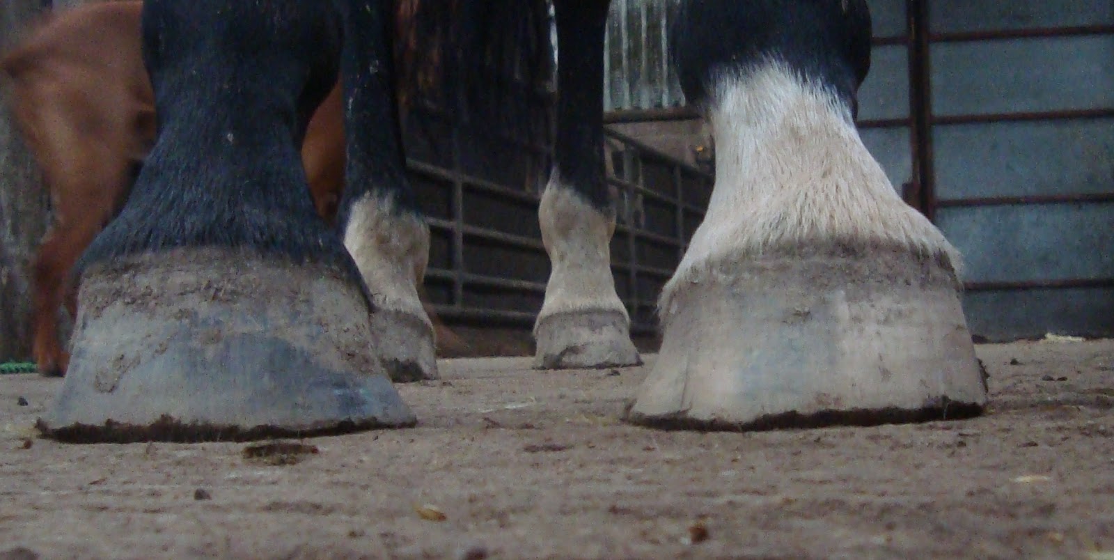 Rockley Farm: Hooves and symmetry