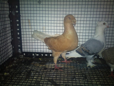 Fancy pigeons Collections: FANCY PIGEONS FOR SALE
