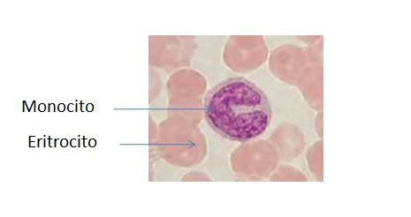 Histologia en Laboratorio: Sangre