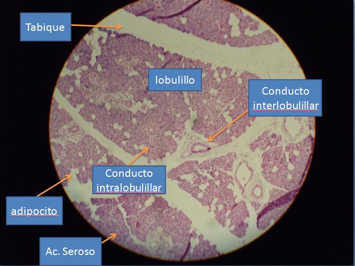 Histologia en Laboratorio: Glándulas anexas al tubo digestivo