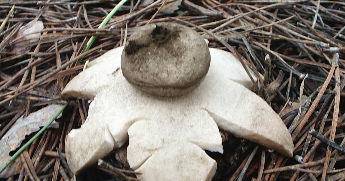 GEASTRUM SP. ~ ASOCIACIÓN MICOLÓGICA Y BOTÁNICA LA BREÑA BARBATE
