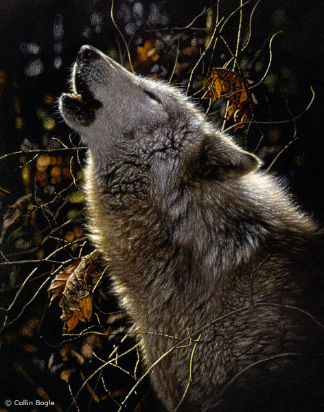 White Wolf : Fabulous Wolf Paintings of Collin Bogle (Photos- Video)