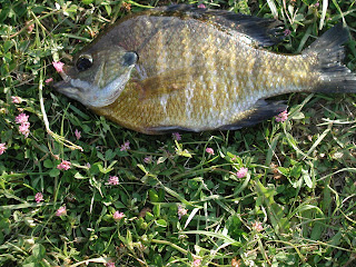The Woodlands Texas Parks: Fishing in The Woodlands ponds and lakes