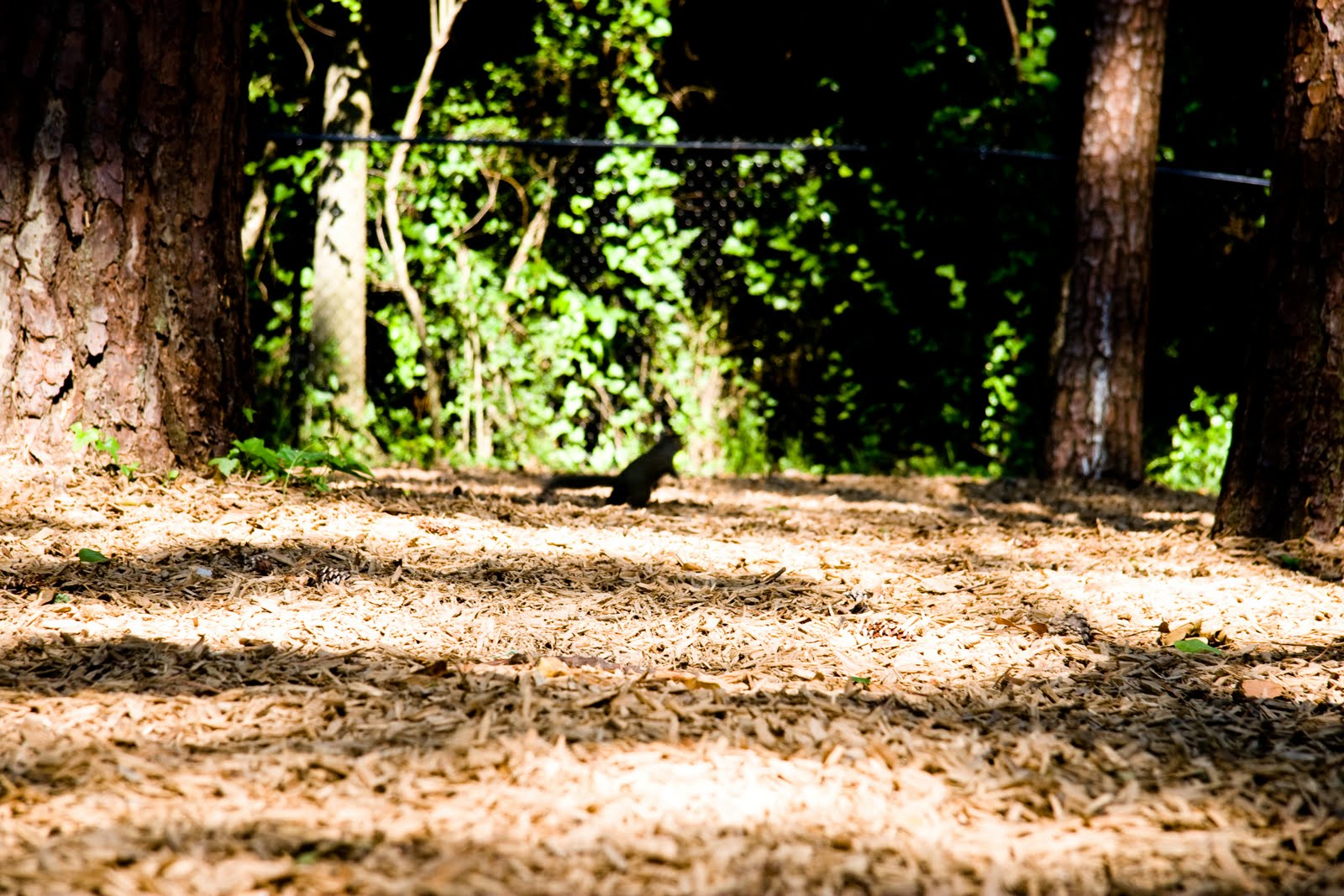 The Woodlands Texas Parks: Tamarac Dog Park