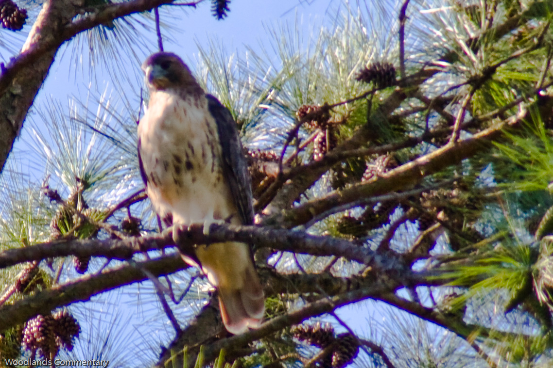 East Texas Piney Woods: Red-Tailed Hawk : an amazing inhabitant of our ...