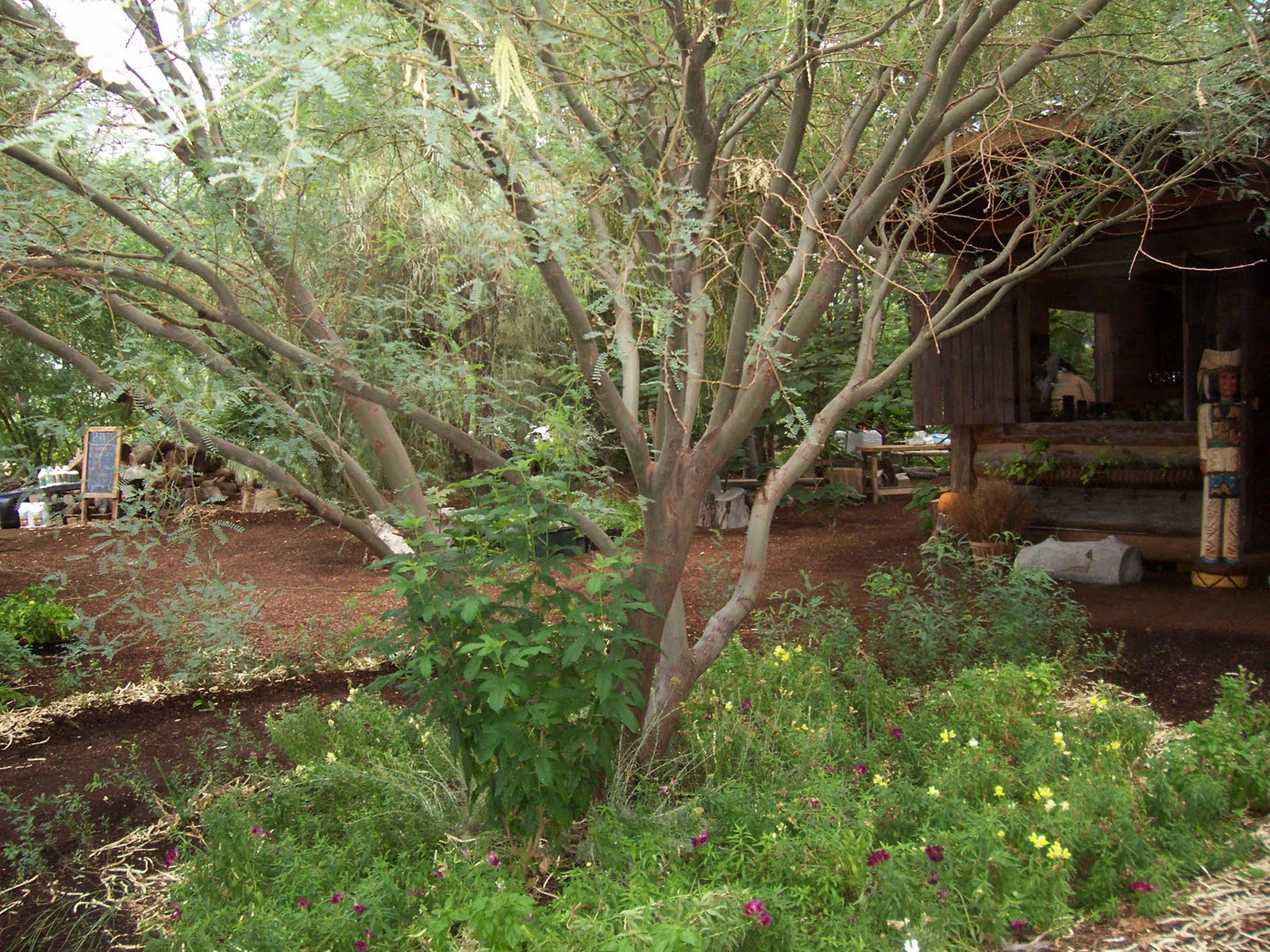 My Raw Life: A trip to Singh Farms in Scottsdale, AZ