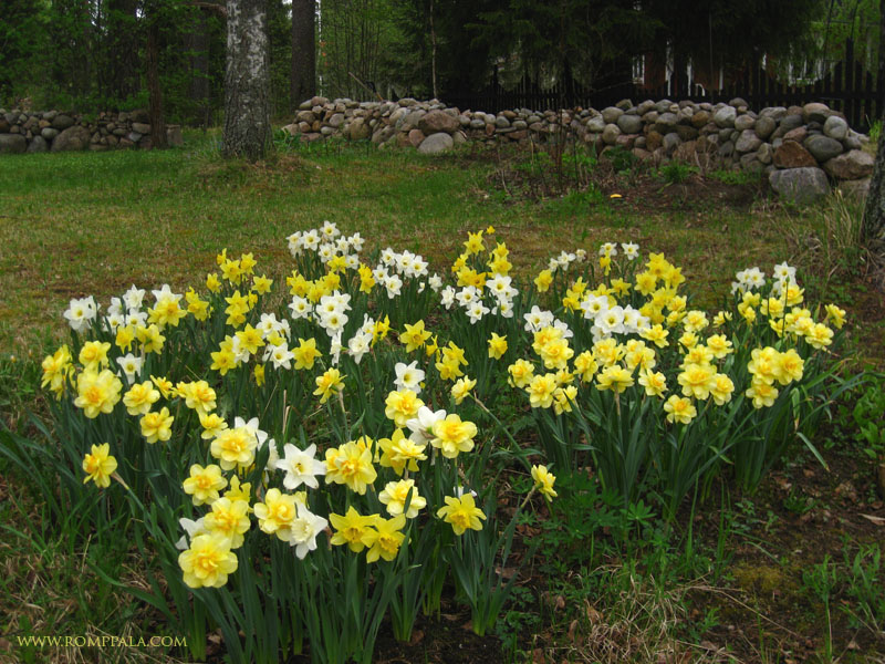 Romppala - Linda's Home & Garden: Hurmaavat narsissit