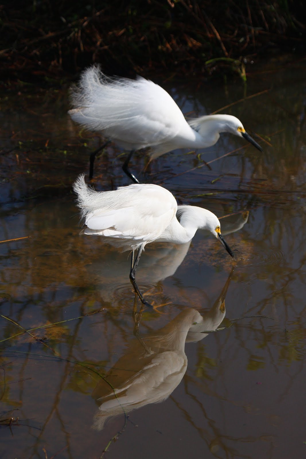 pelagicus: Egregious behaviour