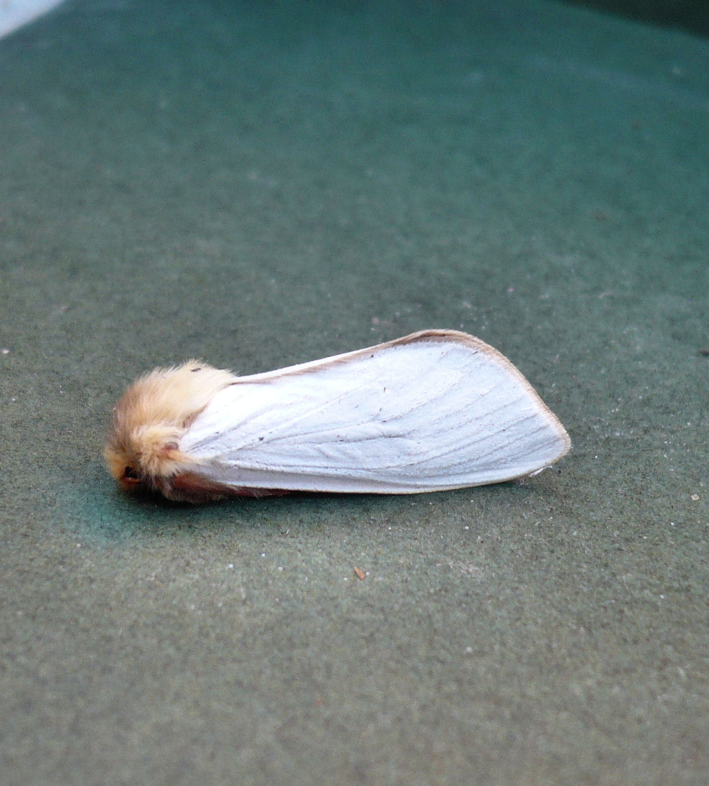 pelagicus: momentum continued.