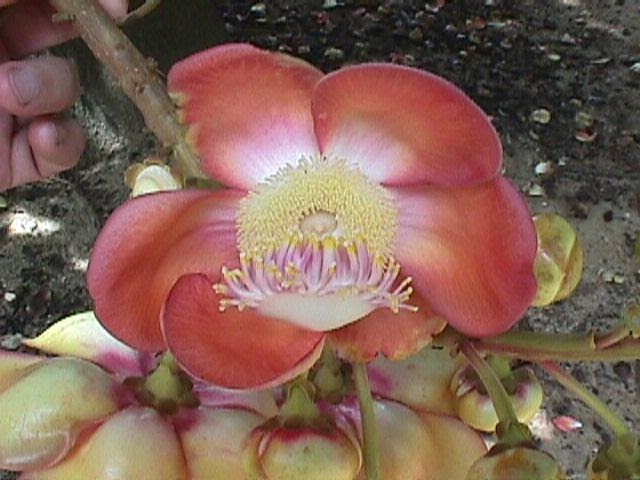 The Phytophactor: Cannonball tree - another ludicrous flower to enjoy!