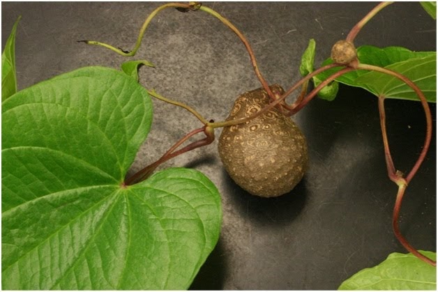 The Phytophactor: Yams are not sweet potatoes and vice versa!