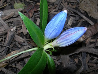 The Phytophactor: Friday Fabulous Flower - Prairie Gentian